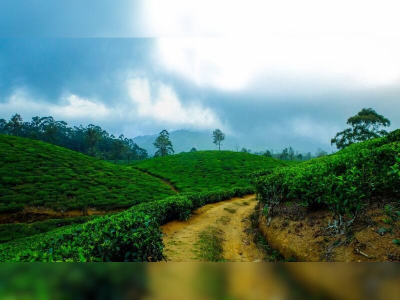 Tea Or Coffee? Explore These 8 Stunning Plantations In India That Every ...