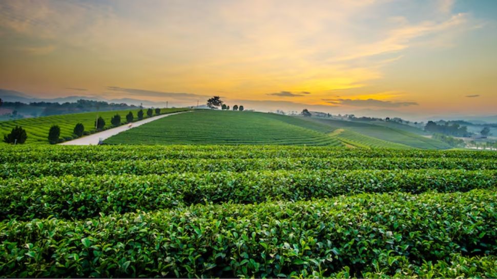 Tea Or Coffee? Explore These 8 Stunning Plantations In India That Every ...
