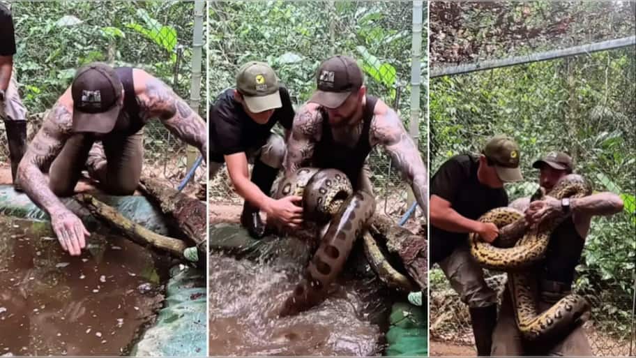 Viral Video: Man Risks All To Catch Giant Anaconda Bare-Handed ...