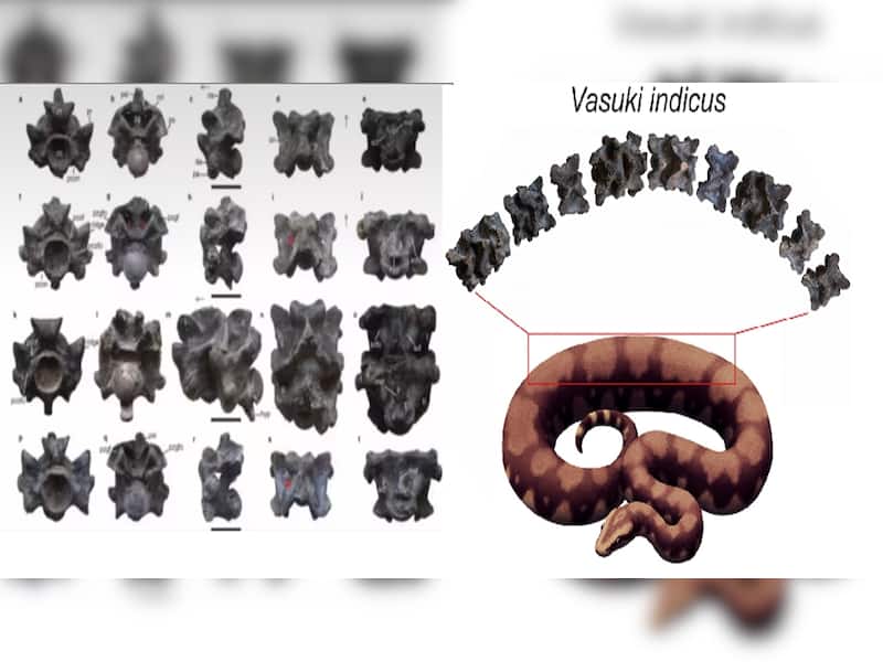Meet Vasuki Indicus: New King Of Giants Unearthed In India's ...
