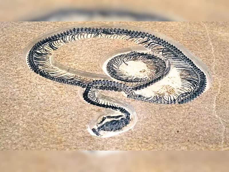 Meet Vasuki Indicus: New King Of Giants Unearthed In India's ...