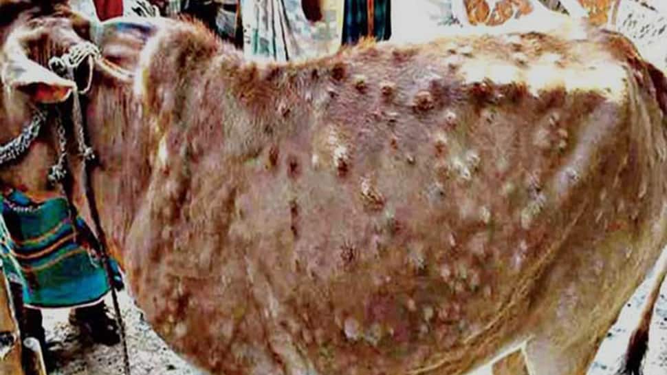 What Is Lumpy Skin Disease? Check Symptoms And Precautions Amid ...