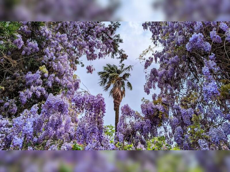 Dreaming In Purple? These 8 Flowering Trees Will Take Your Breath Away ...