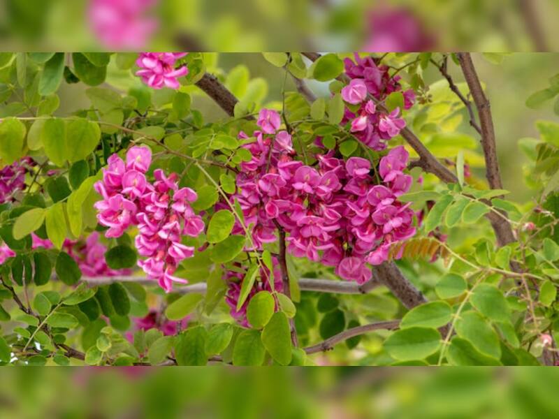 Dreaming In Purple? These 8 Flowering Trees Will Take Your Breath Away ...