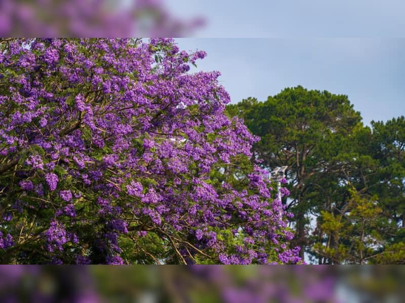 Dreaming In Purple? These 8 Flowering Trees Will Take Your Breath Away ...