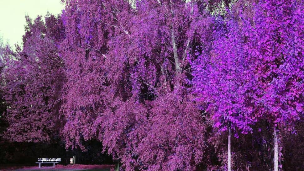 Dreaming In Purple? These 8 Flowering Trees Will Take Your Breath Away ...