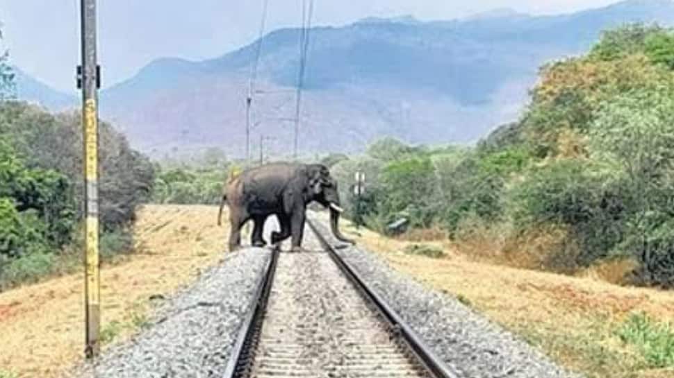Southern Railway To Commission Elephant Detection System By July End ...