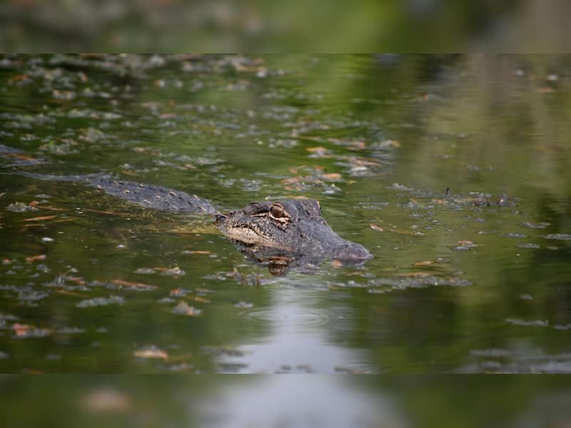 Meet Lolong: The 1,075 Kg Guinness World Record Crocodile That Rewrote ...