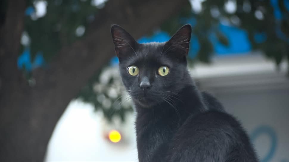 Powerful Paws: Why Is Agra's Cat Protected By Cops And Home Guards ...