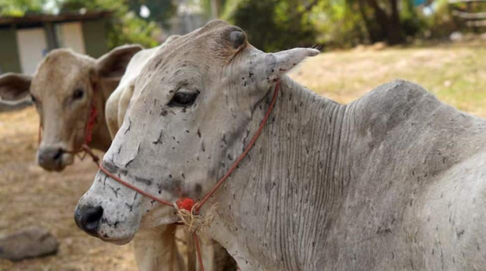 Lumpy Skin Disease: Animal Infection Spreading Rapidly In India- Do We ...