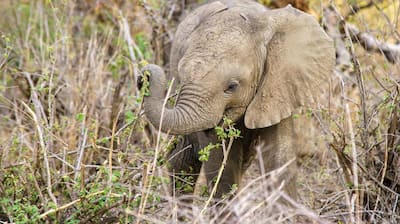 “Adorable Fail: Baby Elephant’s Mud Pool Jump Goes Viral” | India News ...