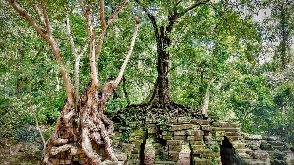 Meet World's Largest Banyan Tree: 500+ Years Old, Canopy Size Of 3 ...