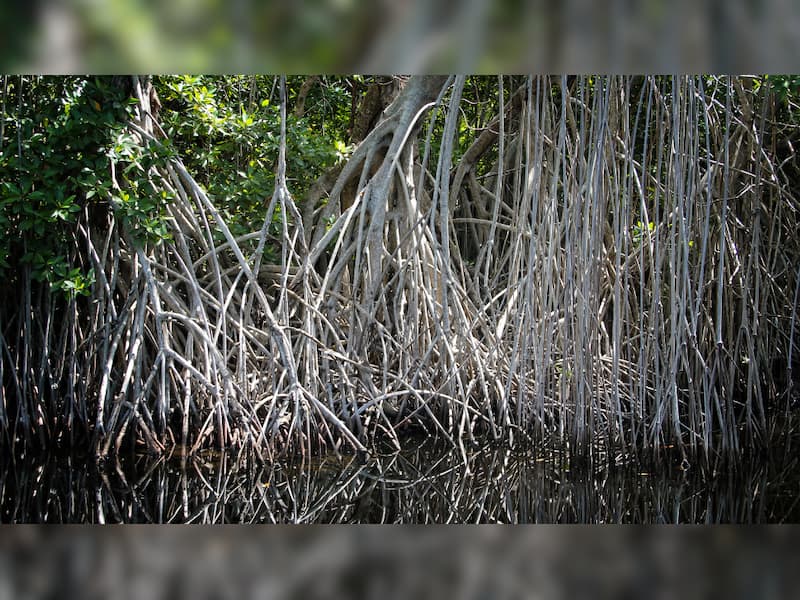 Meet World's Largest Banyan Tree: 500+ Years Old, Canopy Size Of 3 ...