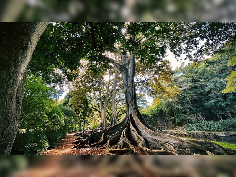 Meet World's Largest Banyan Tree: 500+ Years Old, Canopy Size Of 3 ...