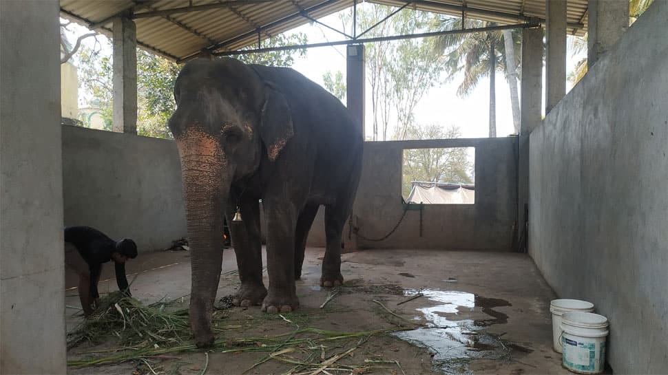 Vantara To Work For Safe, Dignified Return Of Elephant Madhuri To ...