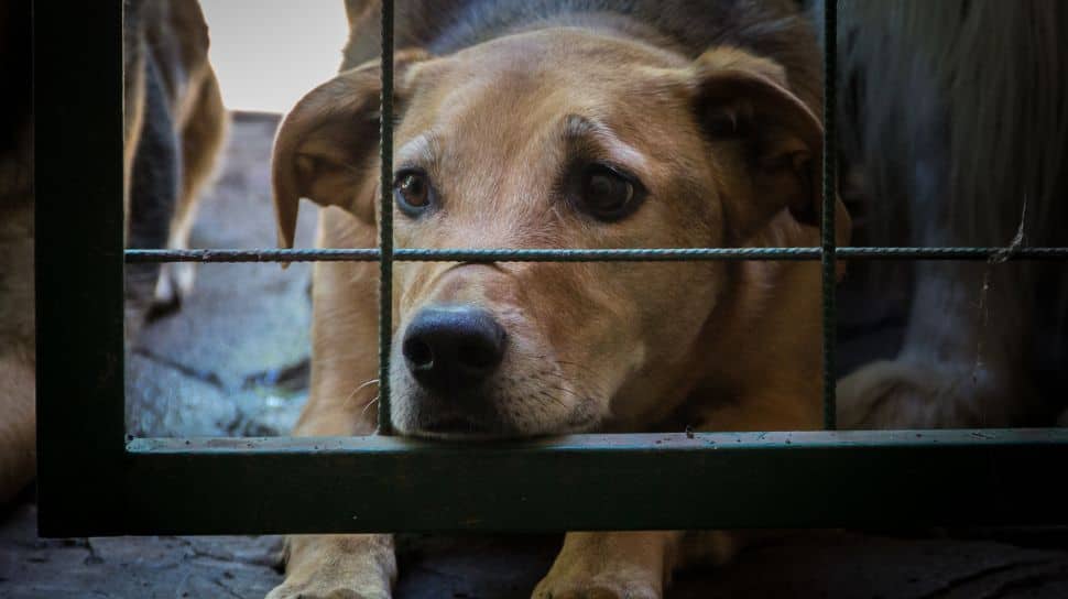 All Delhi-NCR Stray Dogs To Be Moved In Shelters Within 8 Weeks ...