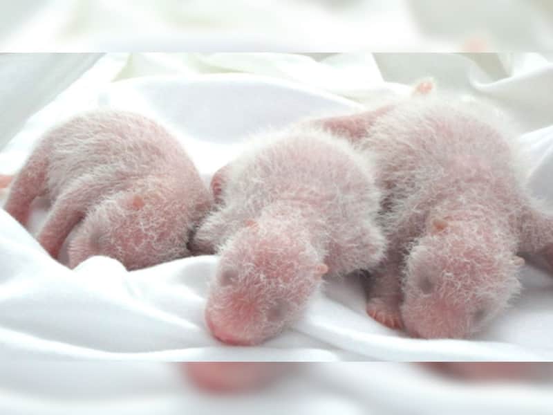 Meet World's Oldest Giant Panda Triplets Celebrating 10th Birthday With ...