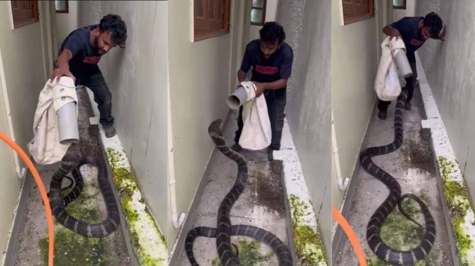 'Man Catches Giant King Cobra Using Just A Pipe': Video Goes Viral ...