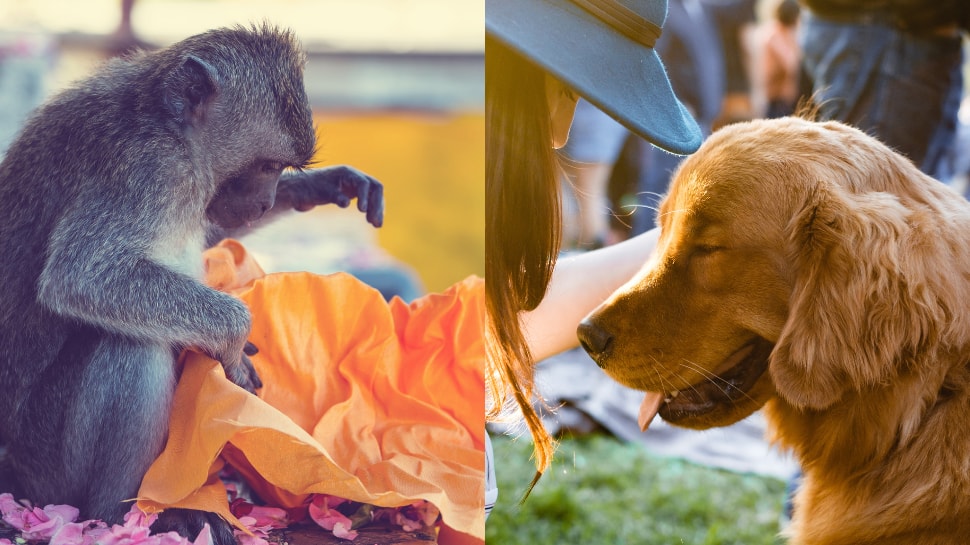 Festivals Around The World Honoring Animals: Celebration Of Dogs ...