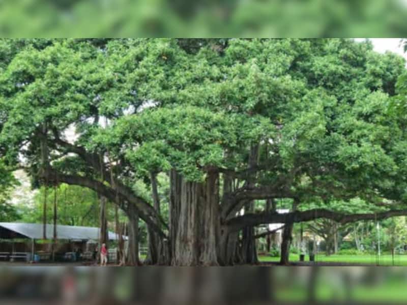 Astro Tips: Tie Sacred Thread On THESE 5 Plants For Wealth And ...