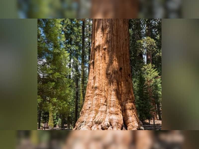 Meet World’s Tallest Tree: Taller Than Statue Of Liberty, Its Age Will ...