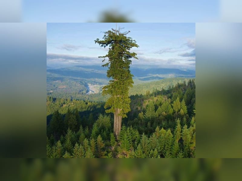 Meet World’s Tallest Tree: Taller Than Statue Of Liberty, Its Age Will ...