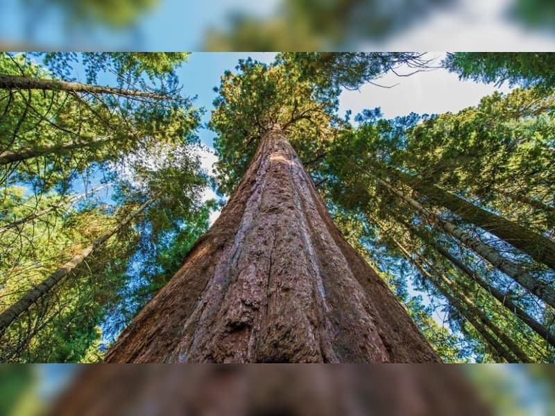 Meet World’s Tallest Tree: Taller Than Statue Of Liberty, Its Age Will ...