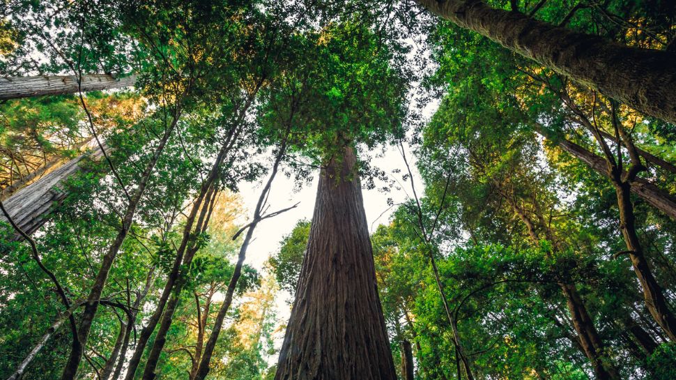 Meet World’s Tallest Tree: Taller Than Statue Of Liberty, Its Age Will ...