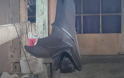 'This Giant Bat Has Internet Questioning Reality' As Pic Gets Viral ...