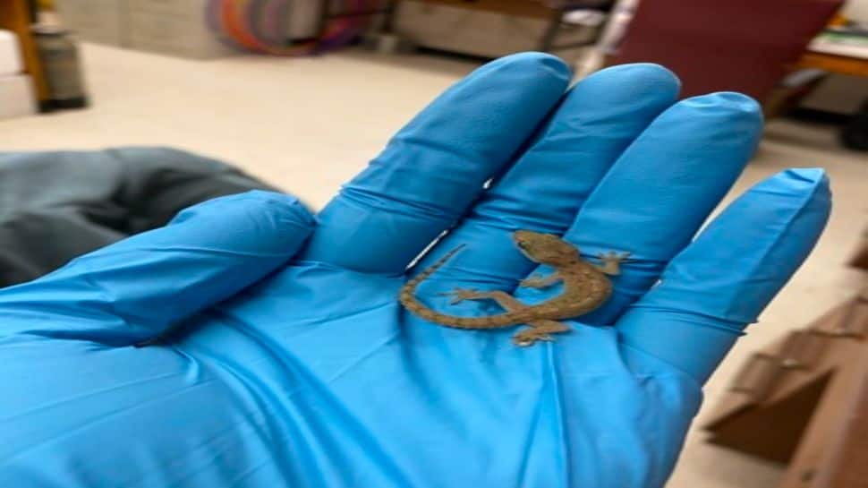 How To Permanently Get Rid of Lizards From Your Home – Homemade Ways ...