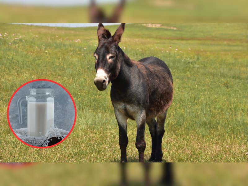 The World's Most Expensive Milk PRICE Rs...;Isn't From A Cow, Sheep Or ...