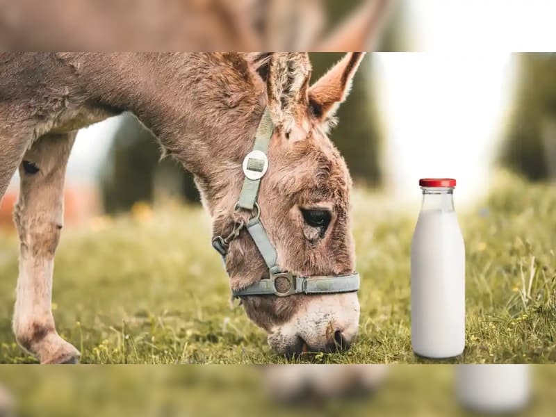 The World's Most Expensive Milk PRICE Rs...;Isn't From A Cow, Sheep Or ...