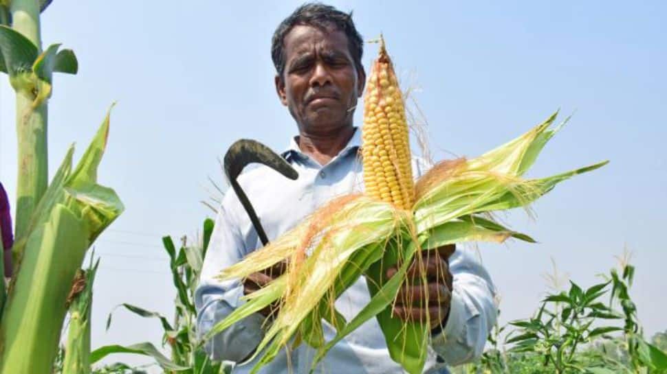 Maize Stalling India-US Trade Deal? Two Reasons Why India Refuses To ...