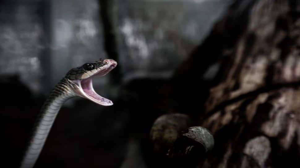 Andhra Pradesh Horror: Drunk Man Bites Off Snake’s Head After Venomous ...