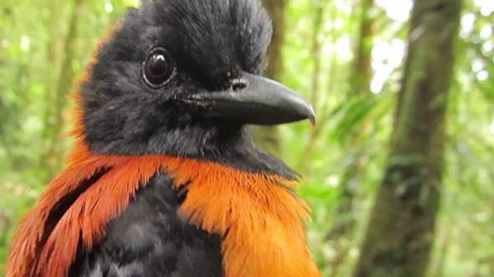 Meet The Only Bird In The World Called 'Toxic' — Never Touch This Bird ...