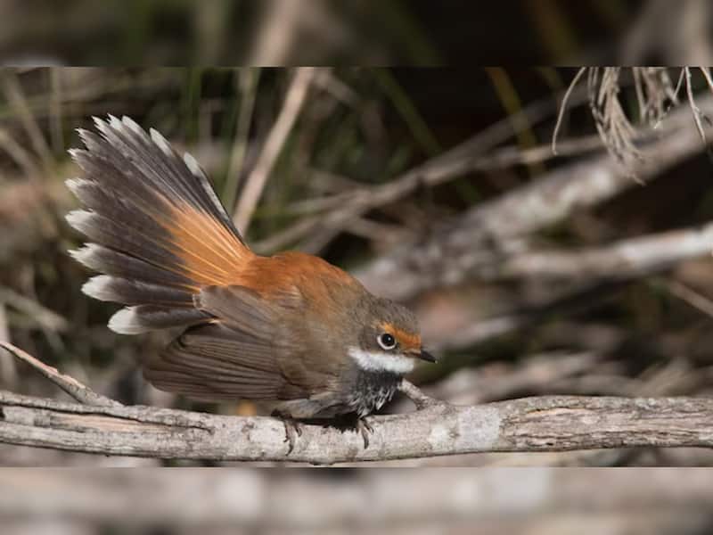 Meet The Only Bird In The World Called 'Toxic' — Never Touch This Bird ...