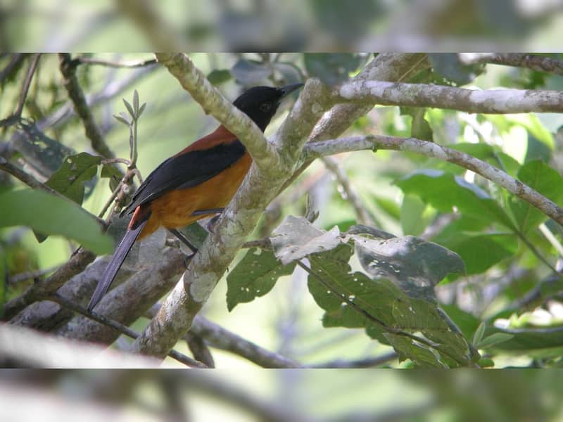 Meet The Only Bird In The World Called 'Toxic' — Never Touch This Bird ...
