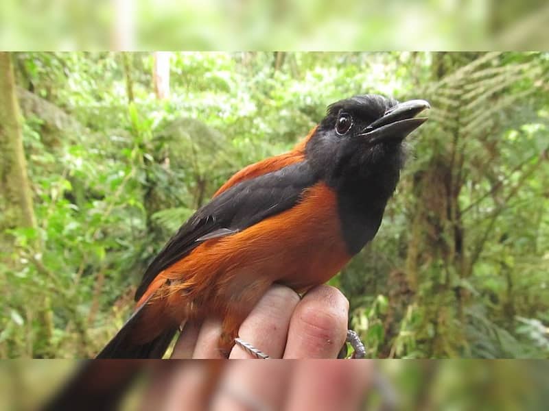 Meet The Only Bird In The World Called 'Toxic' — Never Touch This Bird ...