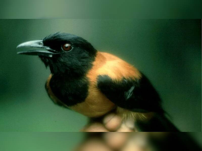 Meet The Only Bird In The World Called 'Toxic' — Never Touch This Bird ...