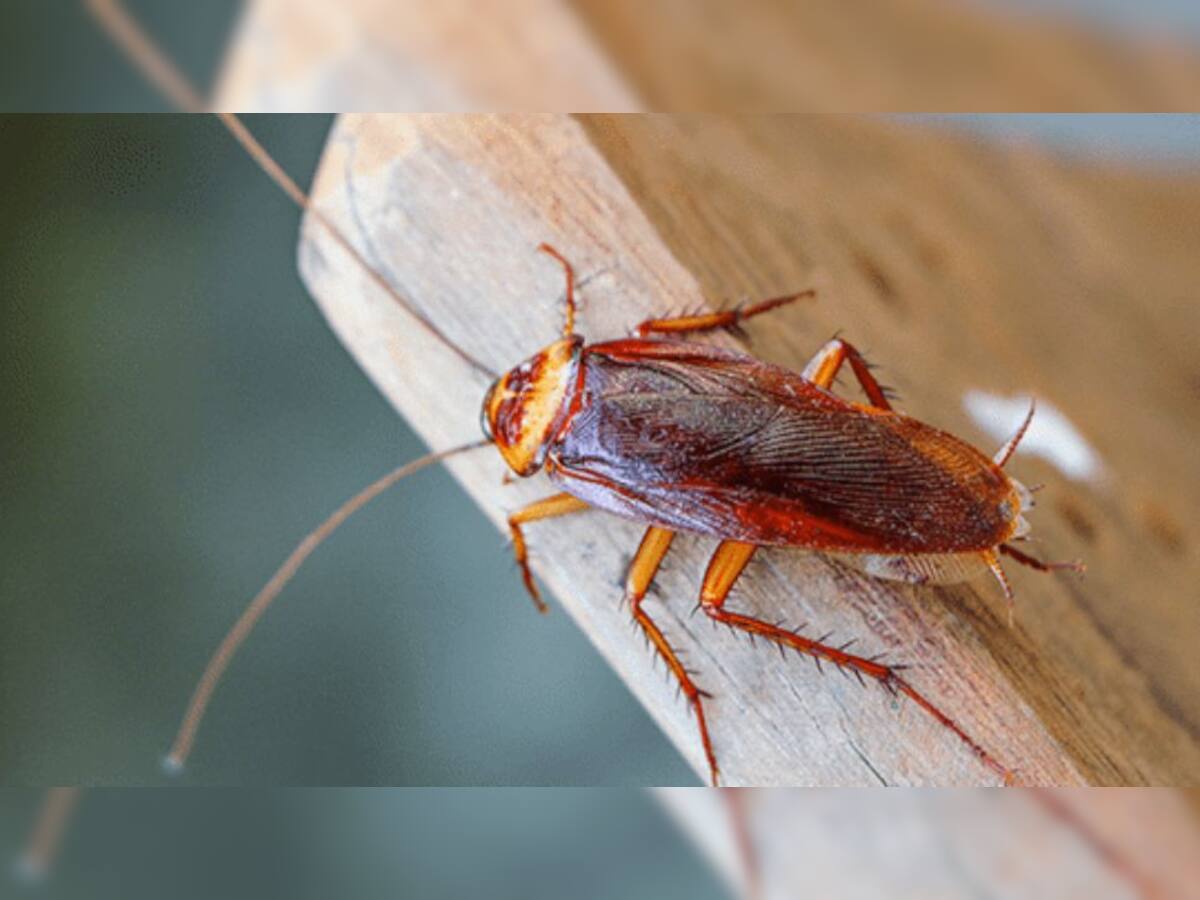 Cockroaches Taking Over Your Kitchen? Use These Items, They Will ...