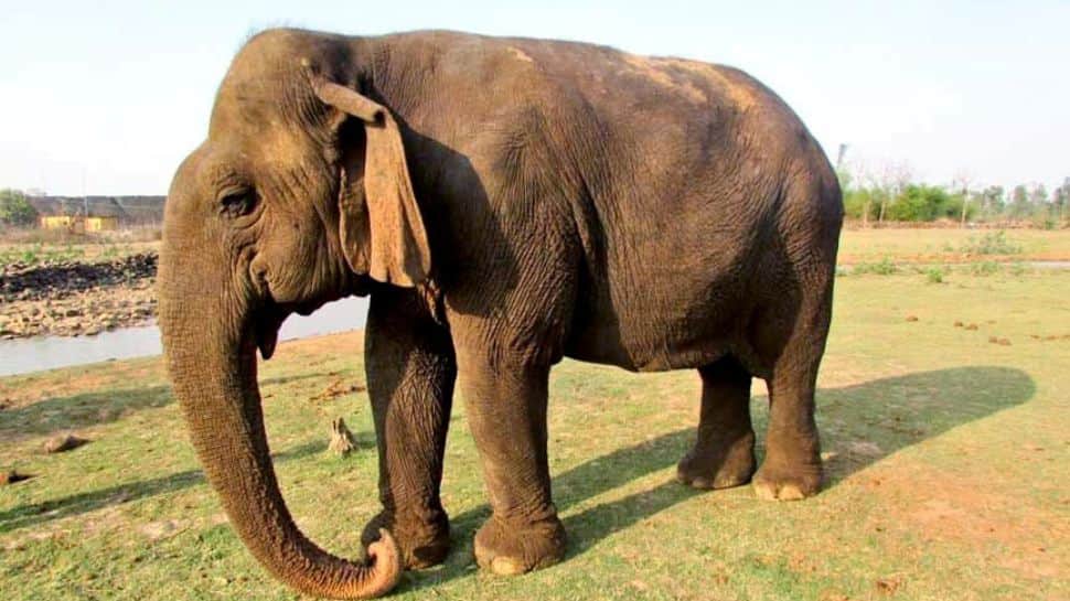 Elephant Theft Leads To Shocking Multi-State Scam In Jharkhand | Read ...
