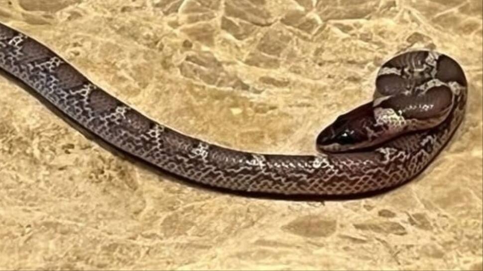 UP Man Claims Wife Turns Into Snake At Night, Tries To Bite Him; DM ...
