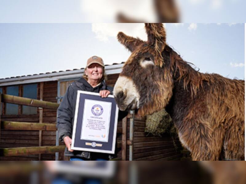 Meet Derrick: World’s Tallest Living Donkey At 167 Cm, Guinness Record ...