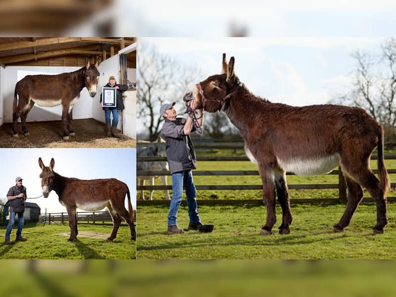 Meet Derrick: World’s Tallest Living Donkey At 167 Cm, Guinness Record Holder Who Eats 200 Kg ...