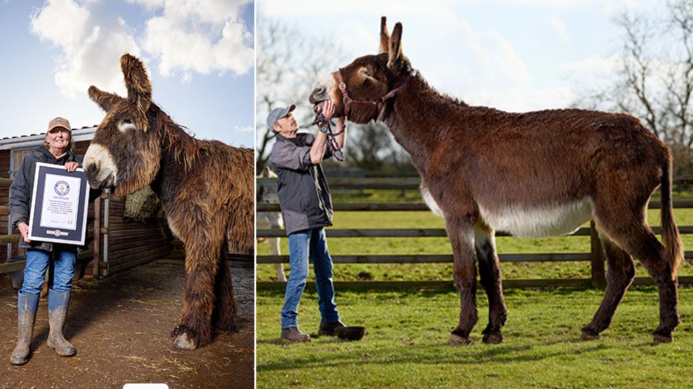 Meet Derrick: World’s Tallest Living Donkey At 167 Cm, Guinness Record Holder Who Eats 200 Kg ...