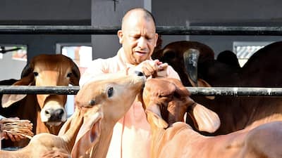 CM Yogi Govt To Explore 'Cow Tourism' To Boost Rural Economy In Uttar ...