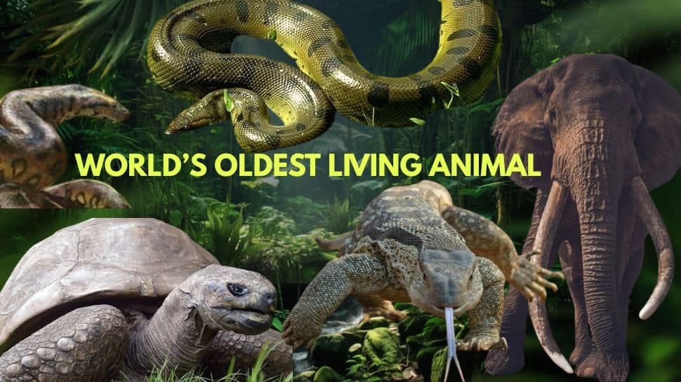 Meet Jonathan, World’s Oldest Living Animal — Older Than Invention Of ...