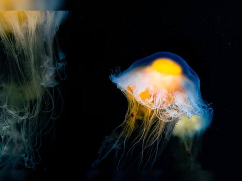 5 Longest-Living Creatures On Earth, One Can Live Forever | News | Zee News