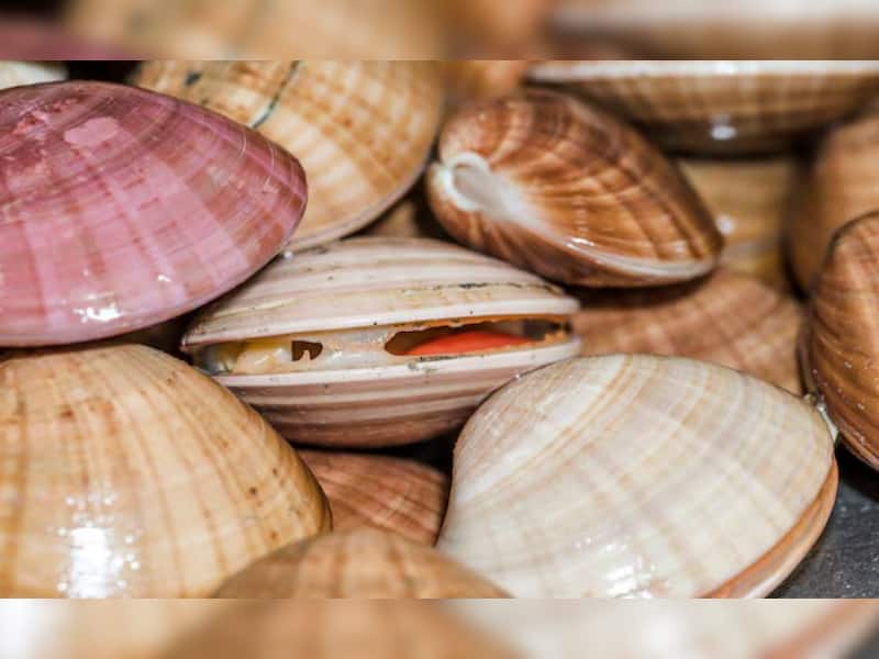 5 Longest-Living Creatures On Earth, One Can Live Forever | News | Zee News