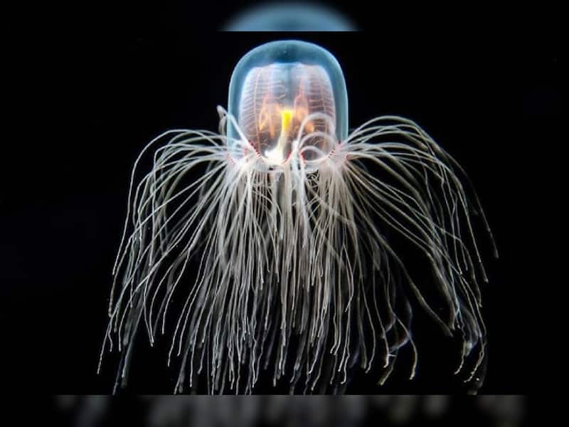 5 Longest-Living Creatures On Earth, One Can Live Forever | News | Zee News